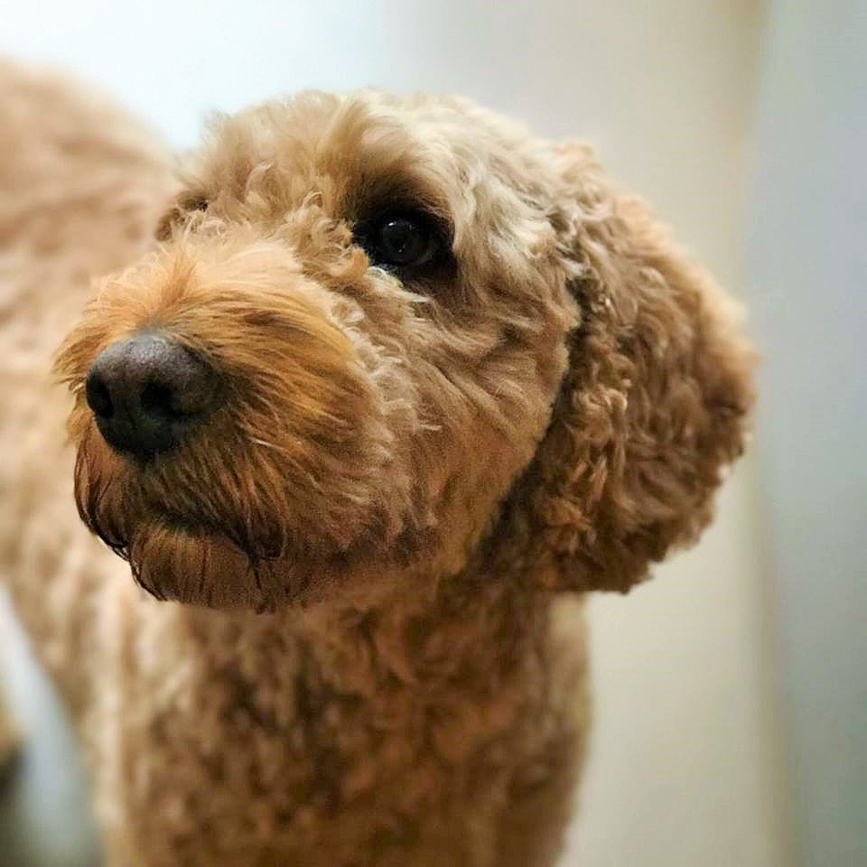 NOW FOUND! The Search for Cookie the Cockapoo | Bristol Mum