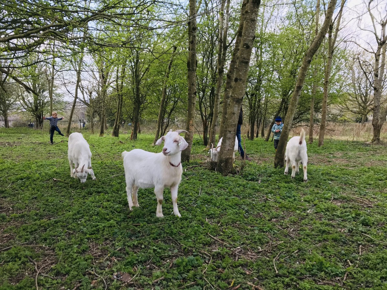 Meeting the Friendly Goats and Exploring the Wartime Gun Battery ...